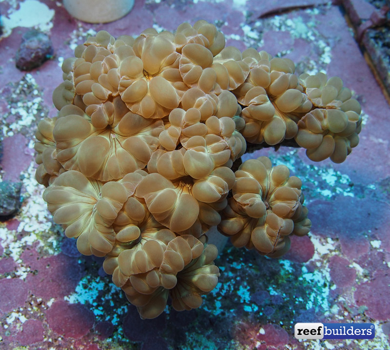 Unseen corals: Plerogyra discus, the lovechild of fox and bubble corals ...