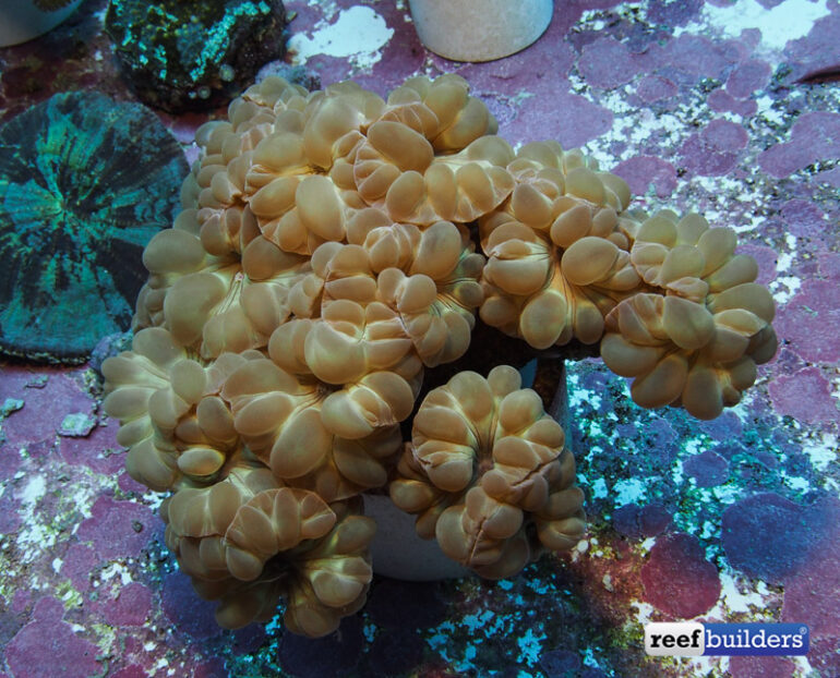 Unseen corals: Plerogyra discus, the lovechild of fox and bubble corals ...