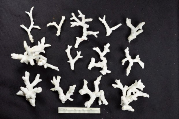 Psammocora eldredgei sets new record for mesophotic photosynthesis ...