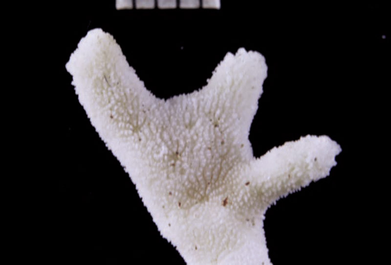 Psammocora eldredgei sets new record for mesophotic photosynthesis ...