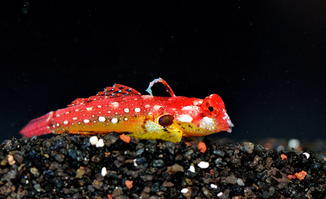 Awesome Fish Spotlight: The scarlet Synchiropus | Reef Builders | The ...
