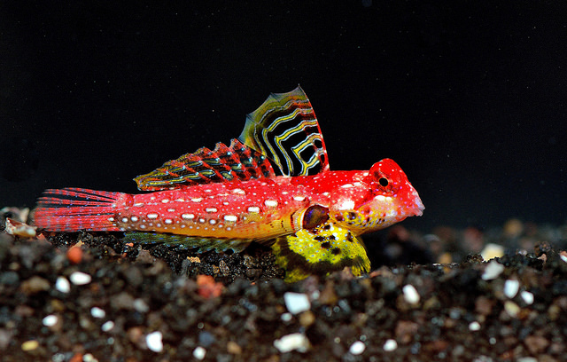 Awesome Fish Spotlight: The scarlet Synchiropus | Reef Builders | The ...