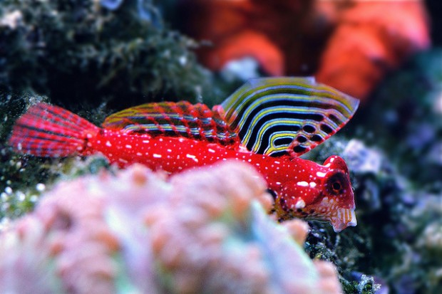 Awesome Fish Spotlight: The scarlet Synchiropus | Reef Builders | The ...