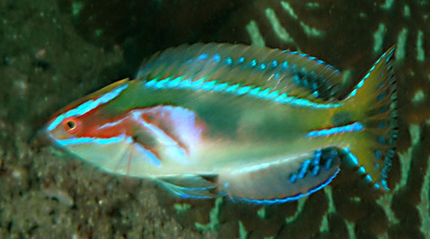 2.3 Fairy Wrasses: The exquisitus complex | Reef Builders | The Reef ...