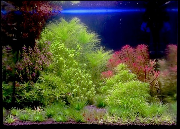 Freshwater planted tanks, something completely different | Reef ...