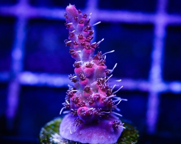 The Fragging Phenomenon Part Deux | Reef Builders | The Reef and ...