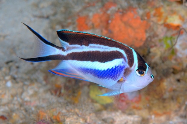 Bellissima bellus: The biology and hybridization of Genicanthus bellus ...