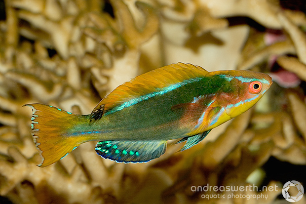 2.3 Fairy Wrasses: The exquisitus complex | Reef Builders | The Reef ...