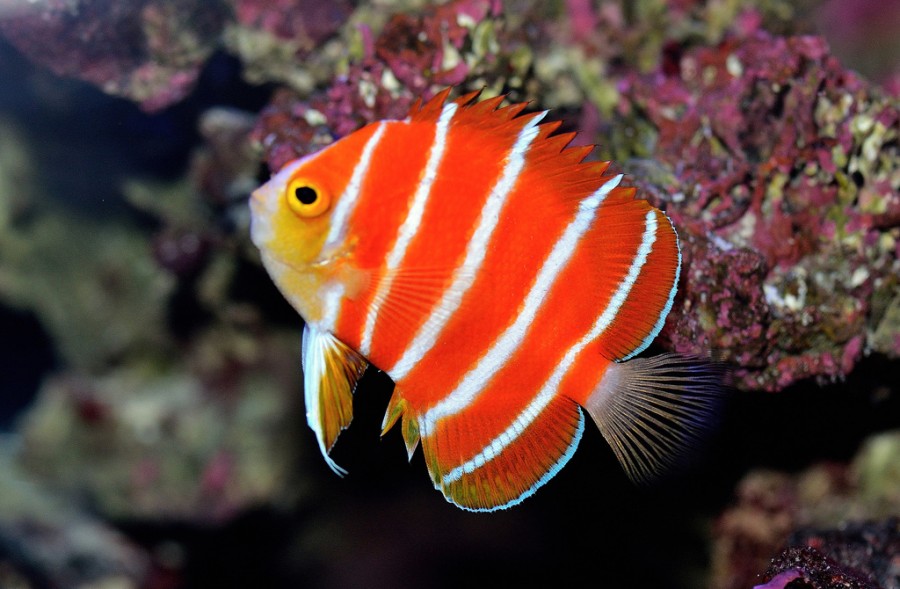 The Peppermint Angelfish that won the world over | Reef Builders | The ...