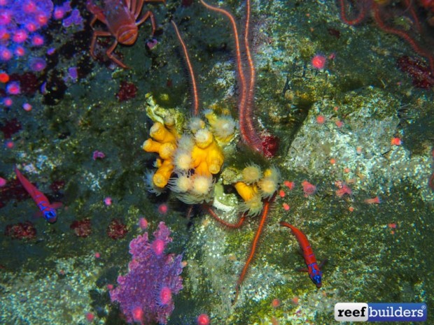 Awesome Fish Spotlight: The Catalina Goby | Reef Builders | The Reef ...