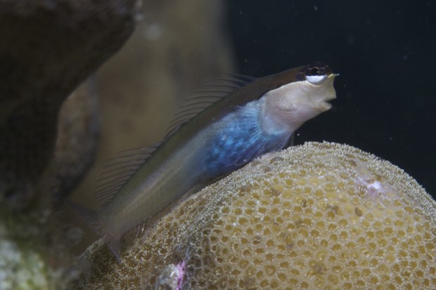 Lembeh now has the second highest reef fish diversity in the world ...