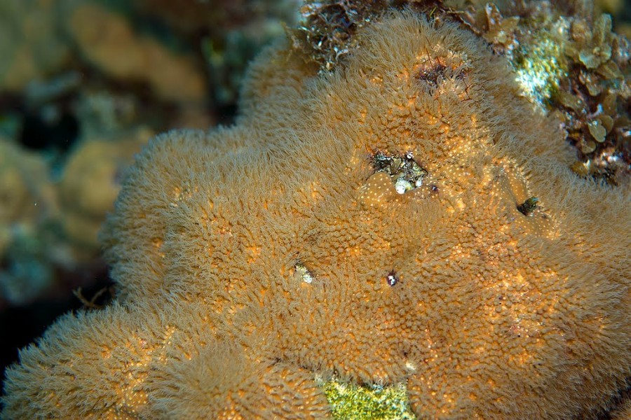 Top 5 invasive corals that border on being aquarium pests | Reef ...