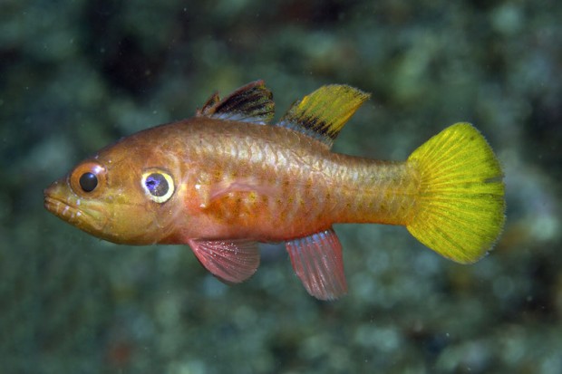 Lembeh now has the second highest reef fish diversity in the world ...