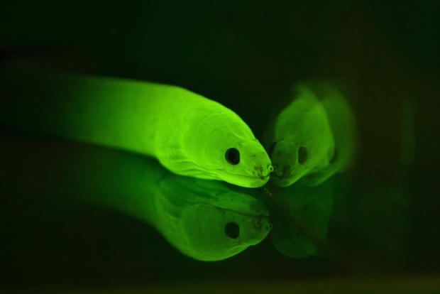 So, you glow in the dark? That don’t impress me much | Reef Builders ...