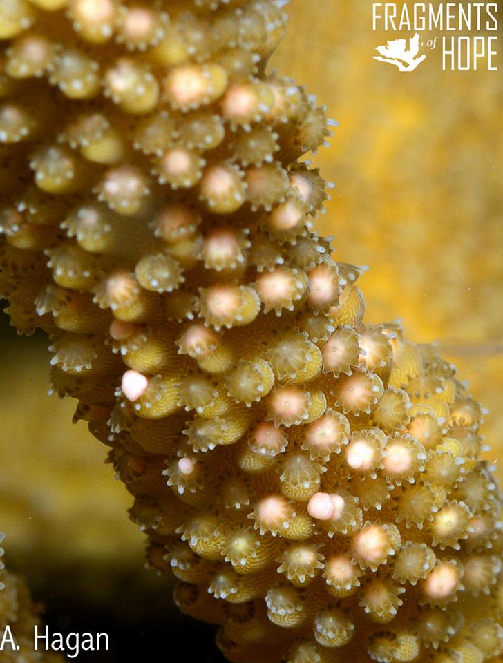 An early start to the 2015 Caribbean coral spawn | Reef Builders | The ...