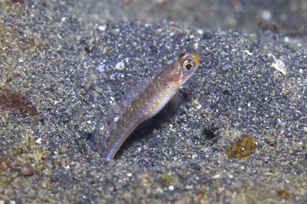 Lembeh now has the second highest reef fish diversity in the world ...