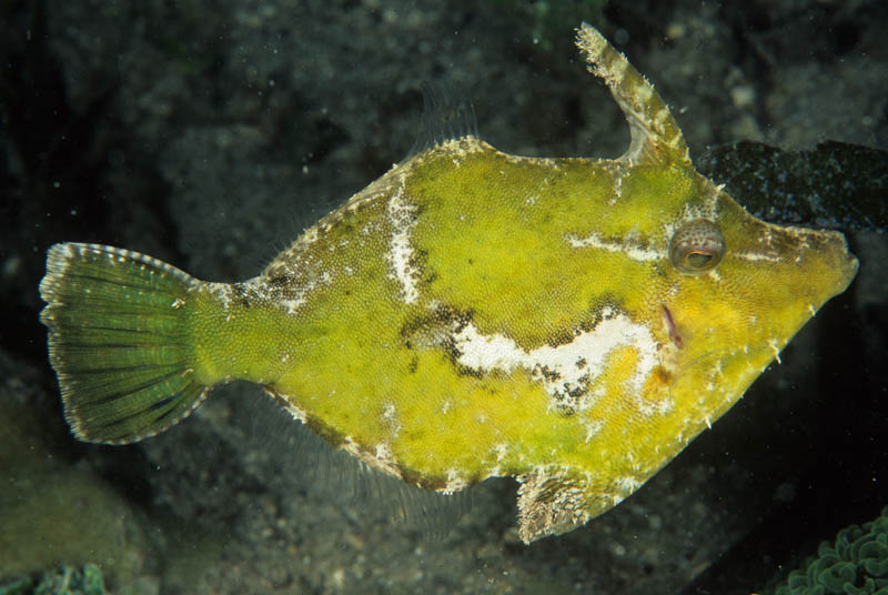 Common Coral Reef Pests and some ideas on how to remove them | Reef ...