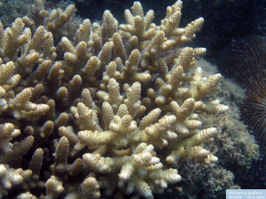 Revision of Acropora & Isopora, a free guide to Staghorn Corals | Reef ...