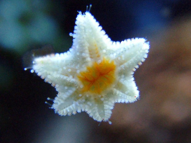 Common Coral Reef Pests and some ideas on how to remove them | Reef ...