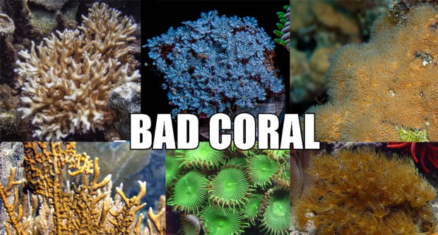 Top 5 invasive corals that border on being aquarium pests | Reef ...
