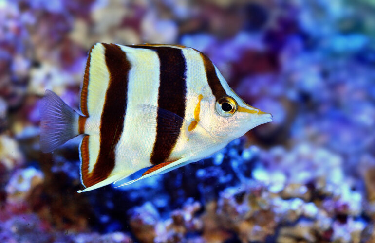 10 Rare Hawaiian Aquarium Fish | Reef Builders | The Reef and Saltwater ...