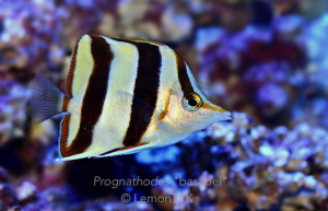 Prognathodes “basabei” in serene Kyoto | Reef Builders | The Reef and ...
