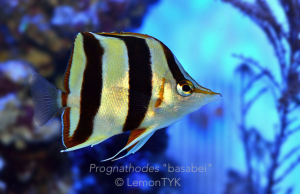 Prognathodes “basabei” in serene Kyoto | Reef Builders | The Reef and ...