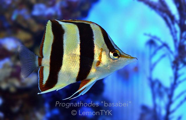 Prognathodes “basabei” in serene Kyoto | Reef Builders | The Reef and ...