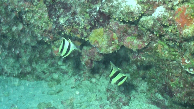 Prognathodes “basabei” in serene Kyoto | Reef Builders | The Reef and ...