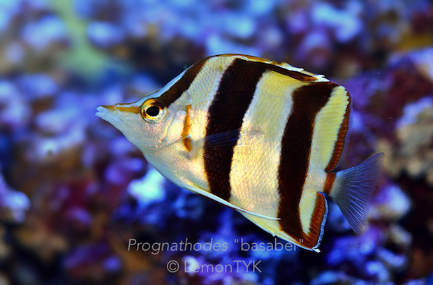 Prognathodes “basabei” in serene Kyoto | Reef Builders | The Reef and ...