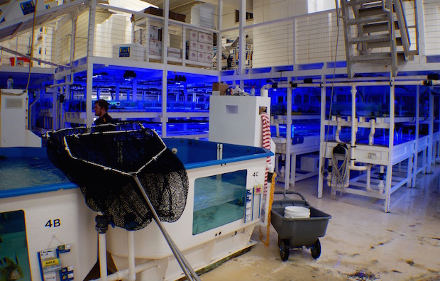 A fly/spy on the wall at Cairns Marine - Part 1 | Reef Builders | The ...