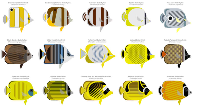 New Butterflyfish poster is the ultimate guide to identifying Chaetodon ...