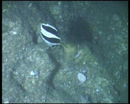 Prognathodes “basabei” in serene Kyoto | Reef Builders | The Reef and ...