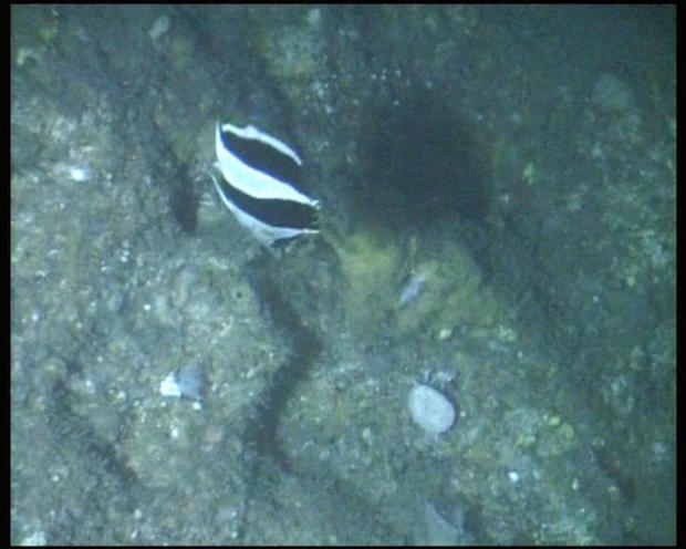 Prognathodes “basabei” in serene Kyoto | Reef Builders | The Reef and ...