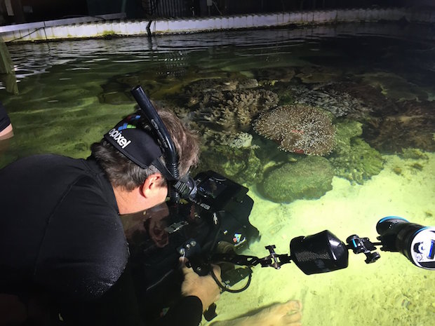 An insight into documentary film making with Richard Fitzpatrick | Reef ...