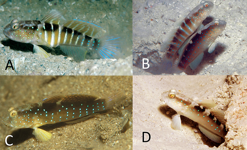 Cryptocentrus epakros & Tomiyamichthys zonatus, two new goby species ...