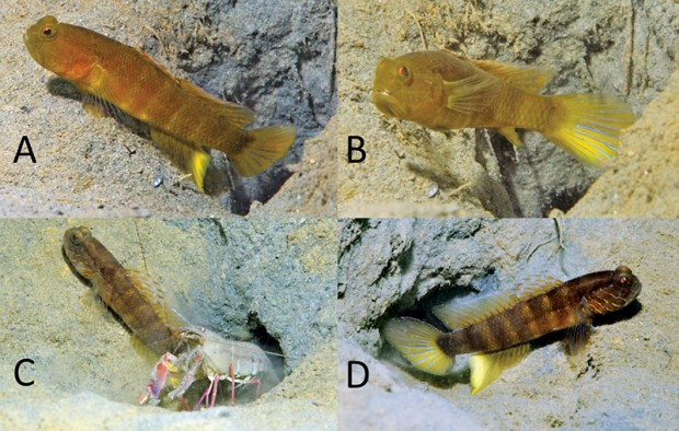 Cryptocentrus epakros & Tomiyamichthys zonatus, two new goby species ...