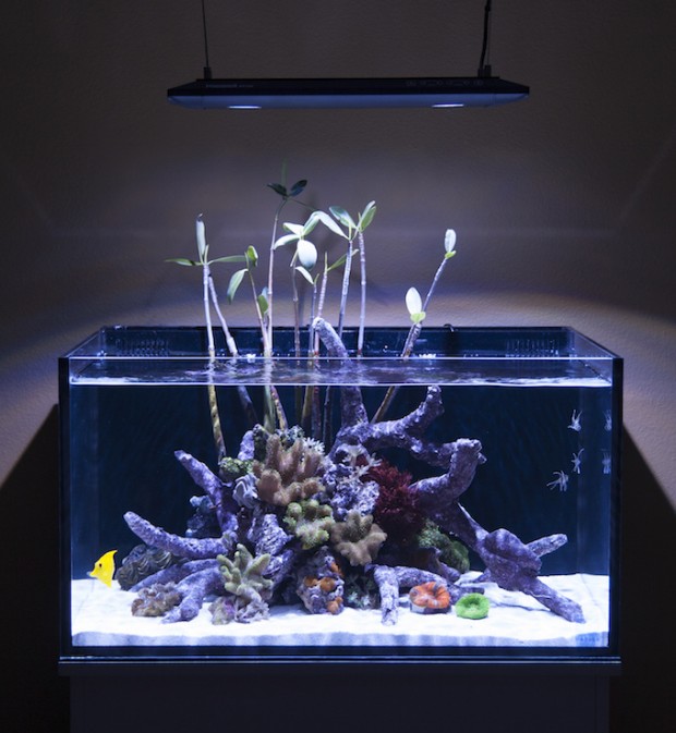 New Fusion Lagoons tanks in two sizes from Innovative Marine | Reef ...