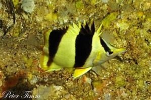 Prognathodes “basabei” in serene Kyoto | Reef Builders | The Reef and ...