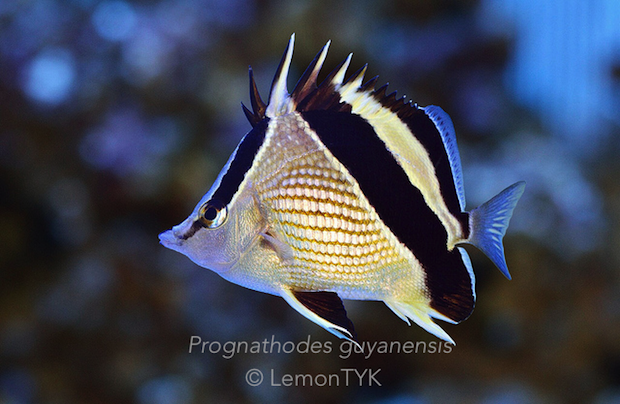 Prognathodes “basabei” in serene Kyoto | Reef Builders | The Reef and ...