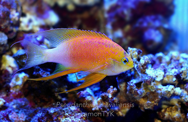Prognathodes “basabei” in serene Kyoto | Reef Builders | The Reef and ...