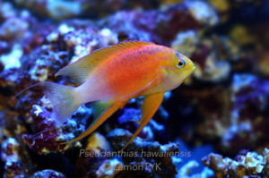 Prognathodes “basabei” in serene Kyoto | Reef Builders | The Reef and ...