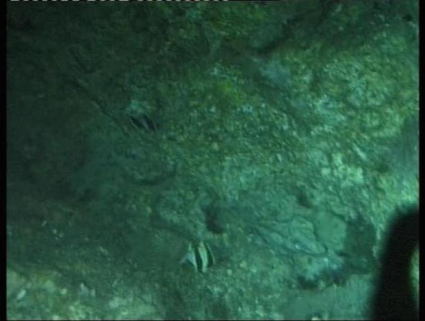 Prognathodes “basabei” in serene Kyoto | Reef Builders | The Reef and ...