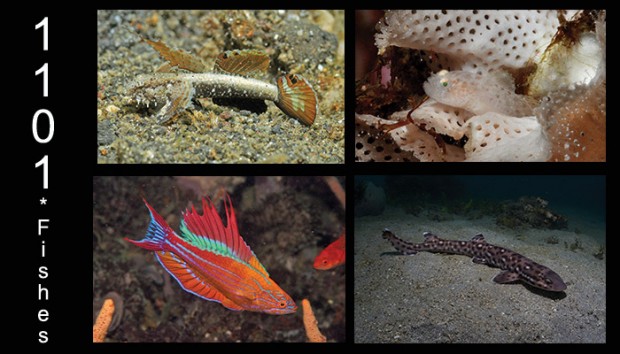 Lembeh now has the second highest reef fish diversity in the world ...