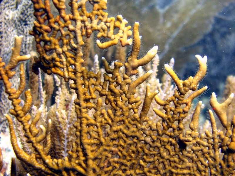 Top 5 invasive corals that border on being aquarium pests | Reef ...