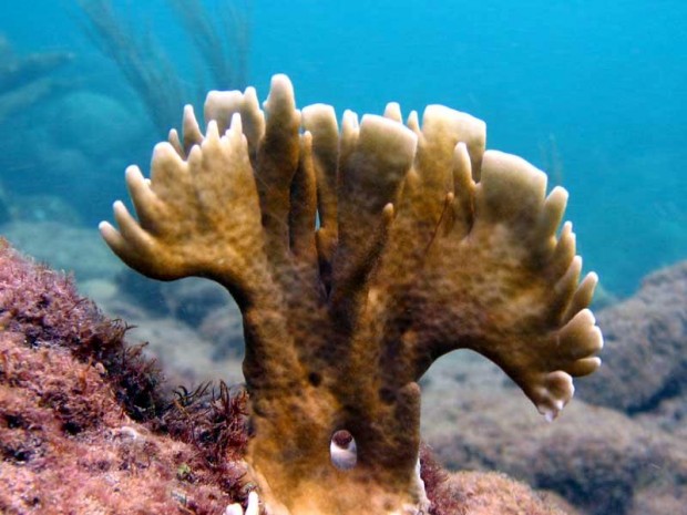 Top 5 invasive corals that border on being aquarium pests | Reef ...