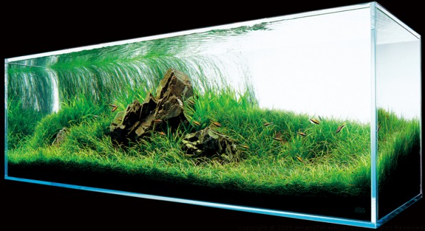 Aquascaping visionary Takashi Amano dies at age 61 | Reef Builders ...