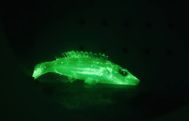 So, you glow in the dark? That don’t impress me much | Reef Builders ...