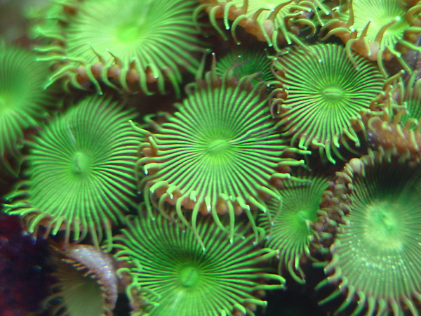 Top 5 invasive corals that border on being aquarium pests | Reef ...