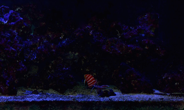 The Peppermint Angelfish that won the world over | Reef Builders | The ...